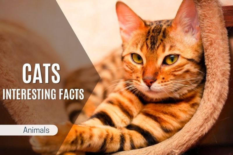 Interesting Facts About Cats: Learn True and Amazing Things - AddNovum
