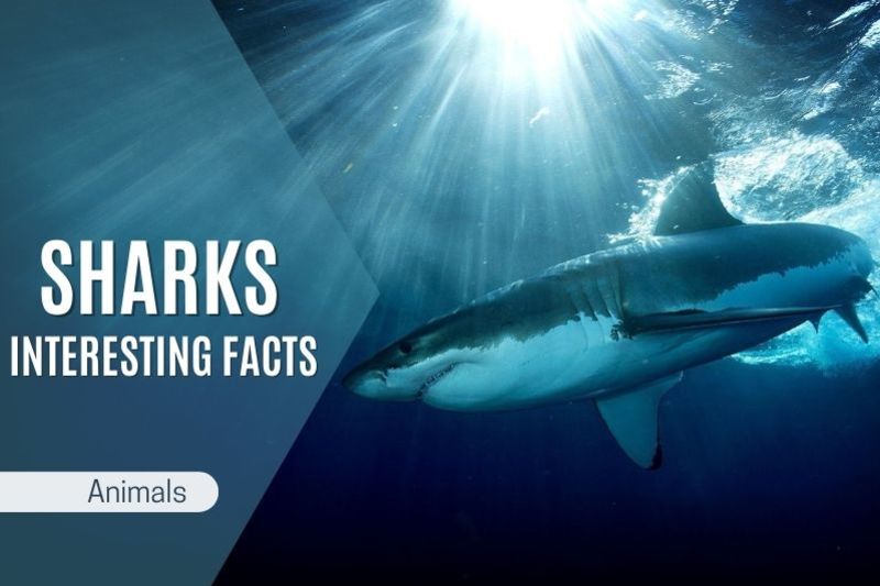 Interesting Facts About Sharks: Discover the Truth - AddNovum