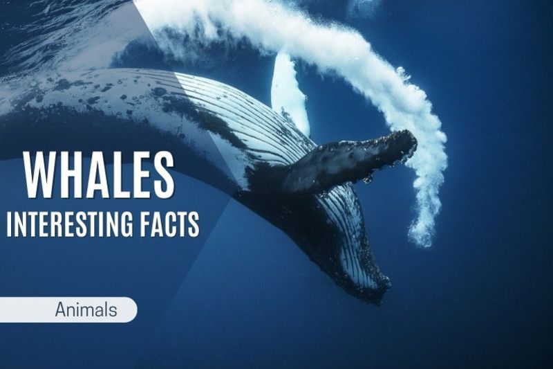 Interesting Facts About Whales: Discover These Largest Mammals - AddNovum